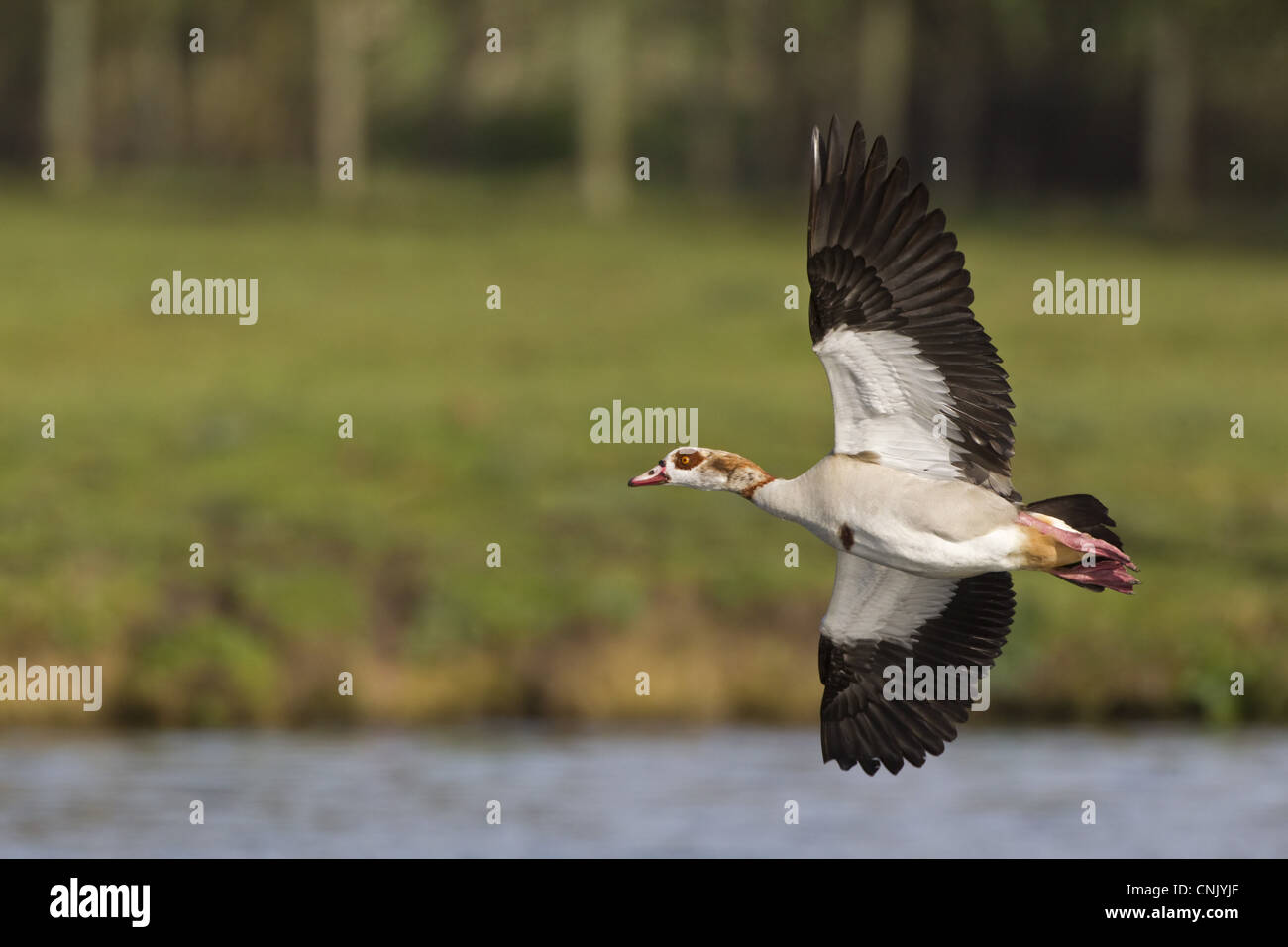 Egyptian Goose Alopochen aegyptiacus introduced species adult in flight ...