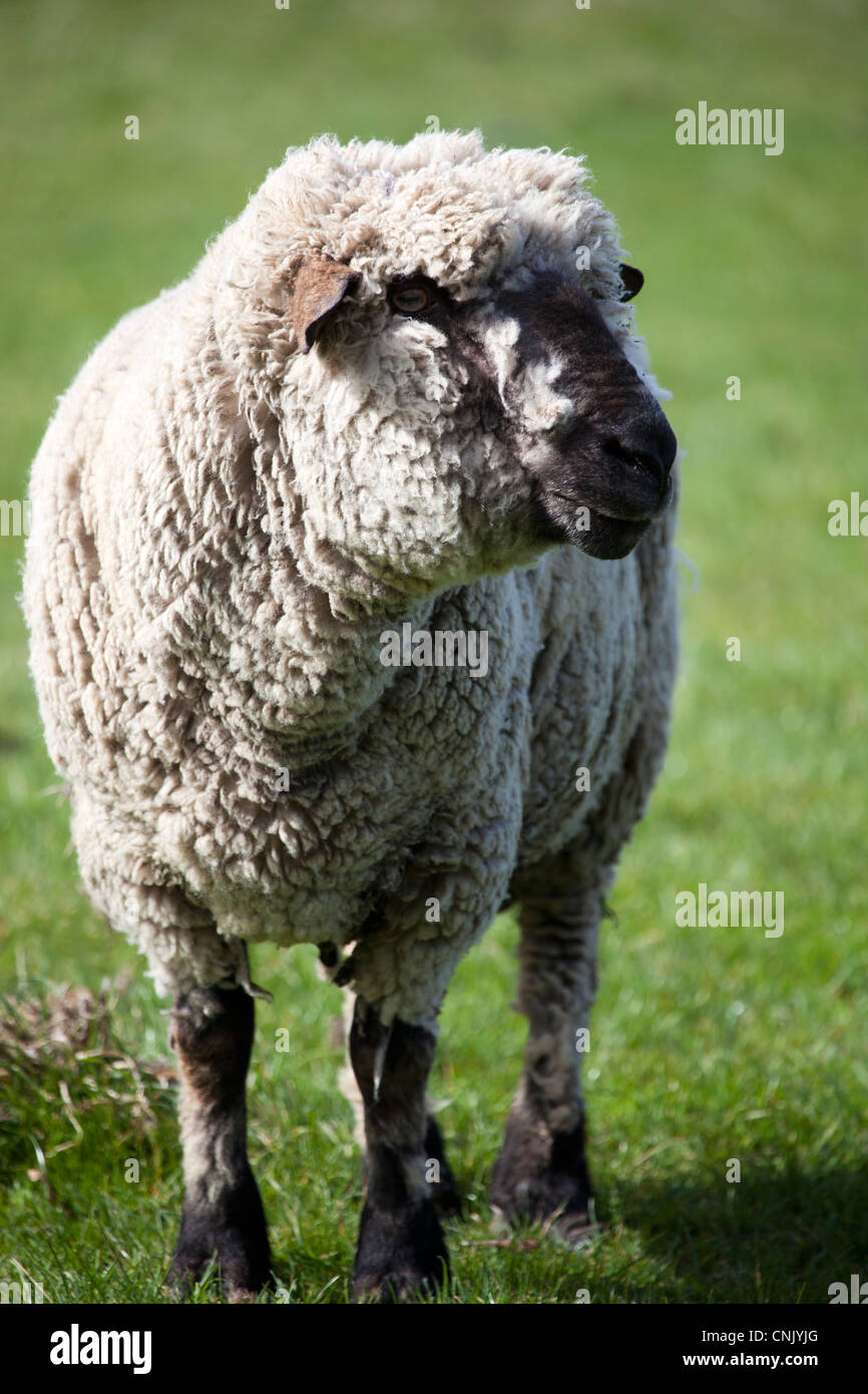 Oxford Down Sheep Stock Photo - Alamy