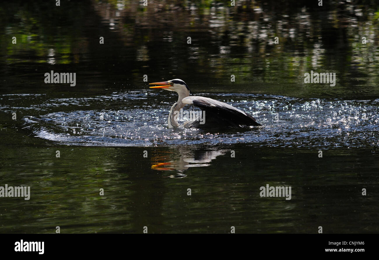 Large Grey heron taking off from a lake using its wings and legs to do ...