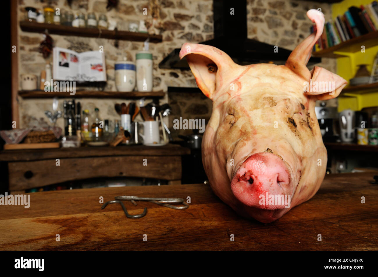 Stock photo of a Pigs head Stock Photo - Alamy