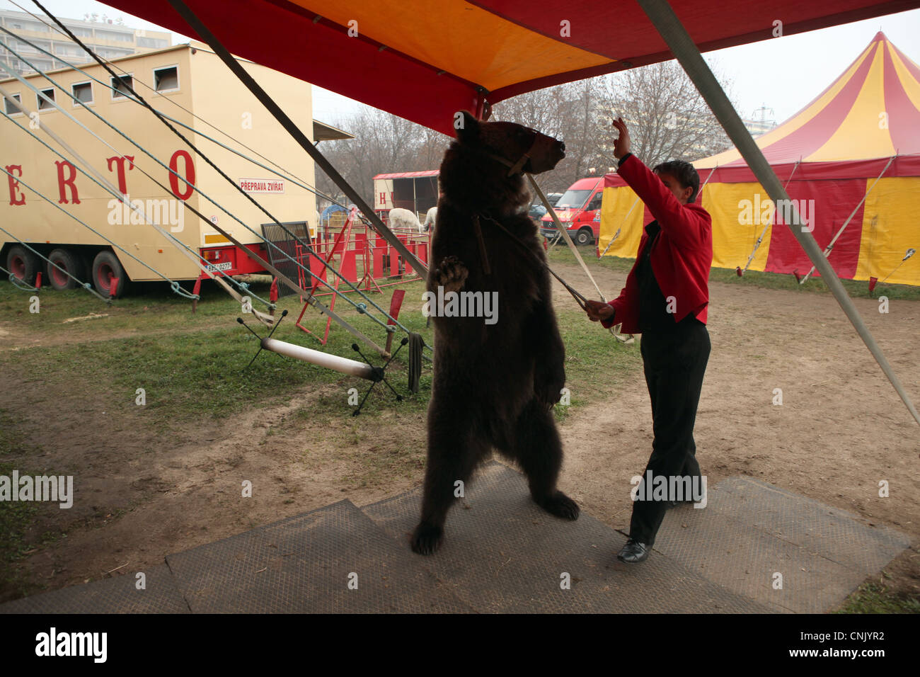 Trained bear hi-res stock photography and images - Alamy