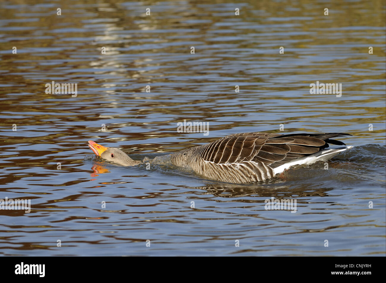 Greylag Goose (Anser anser) adult, in aggressive threat display on ...