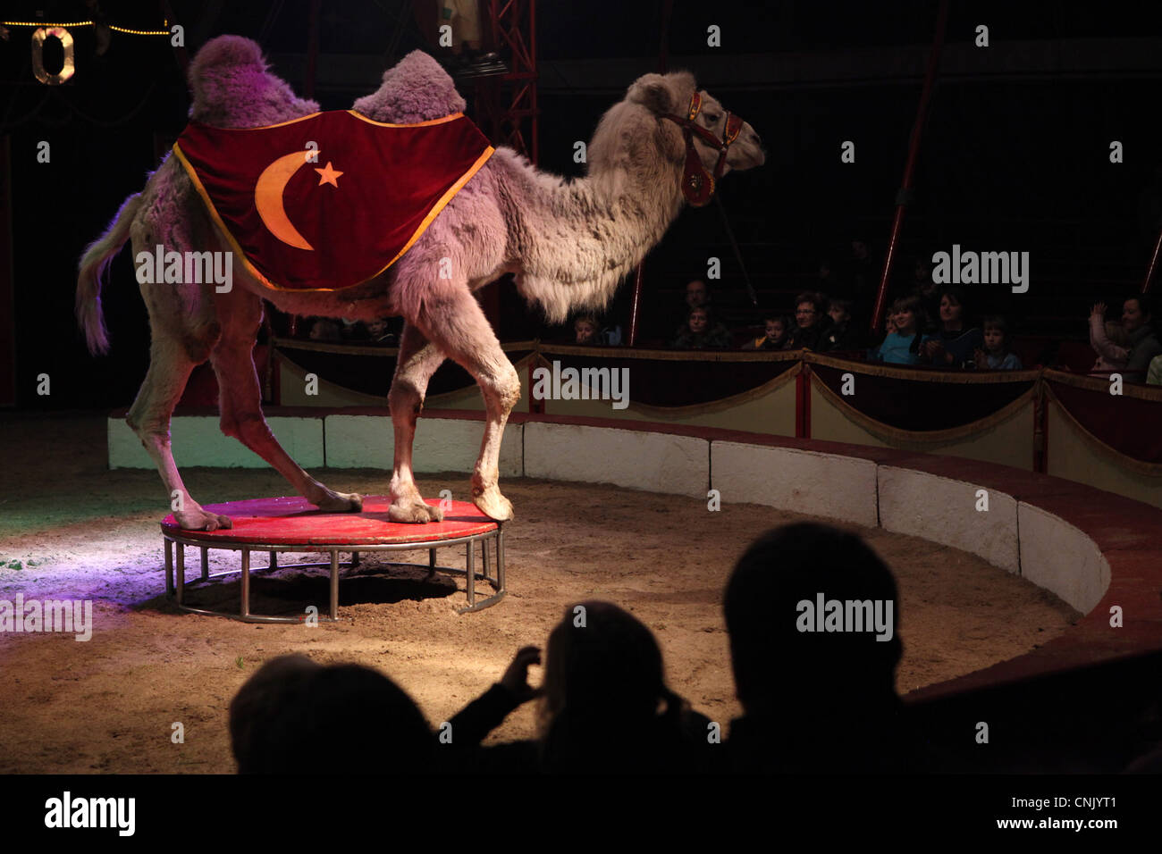 Trained Bactrian camels perform in Humberto Circus in Prague, Czech ...