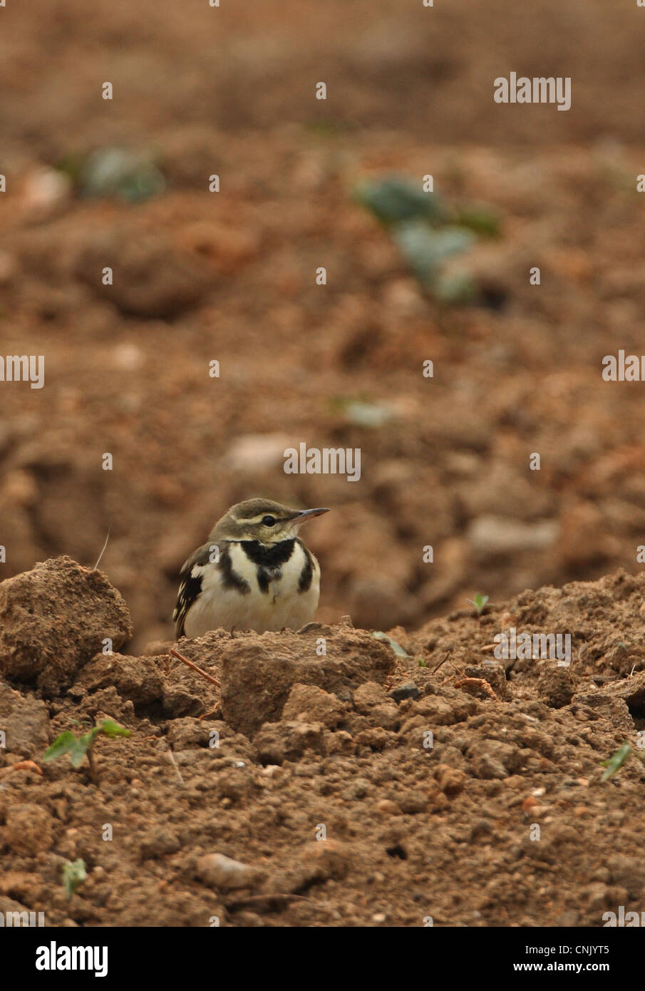 Forest Wagtail (Dendronanthus indicus) adult, sitting in arable field ...