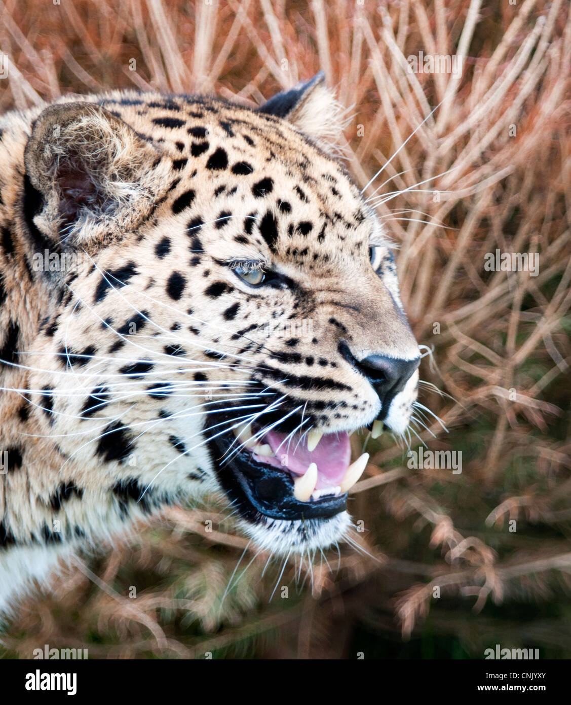 Male Amur leopard snarling Stock Photo - Alamy