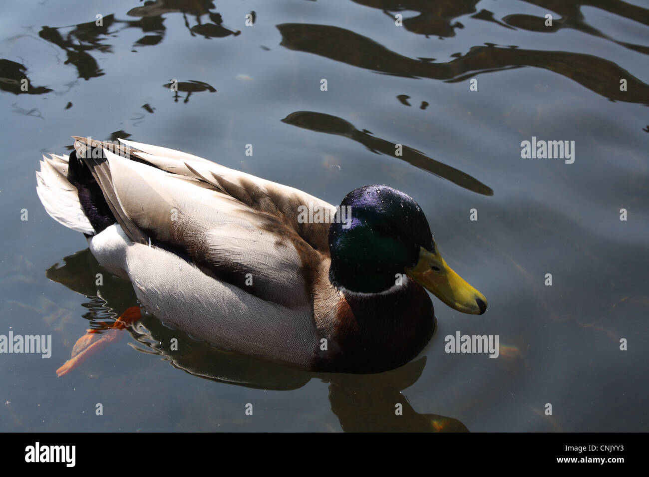 Duck swimming on water Stock Photo - Alamy