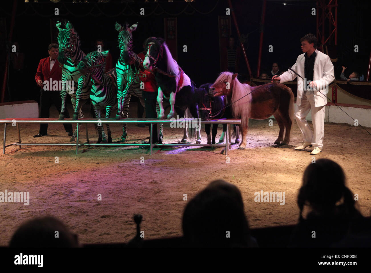Animal trainer Hynek Navratil Junior performs with trained zebras and ...