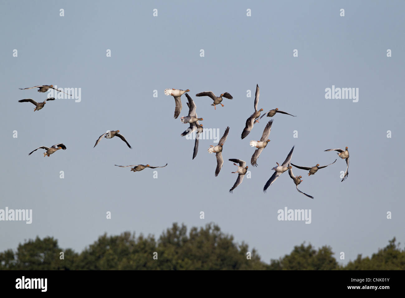 Whiffling geese hi-res stock photography and images - Alamy