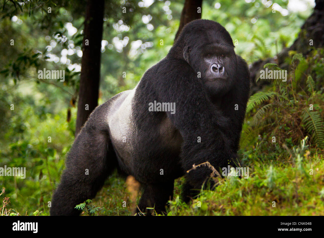 Silverback gorilla rwanda hi-res stock photography and images - Alamy