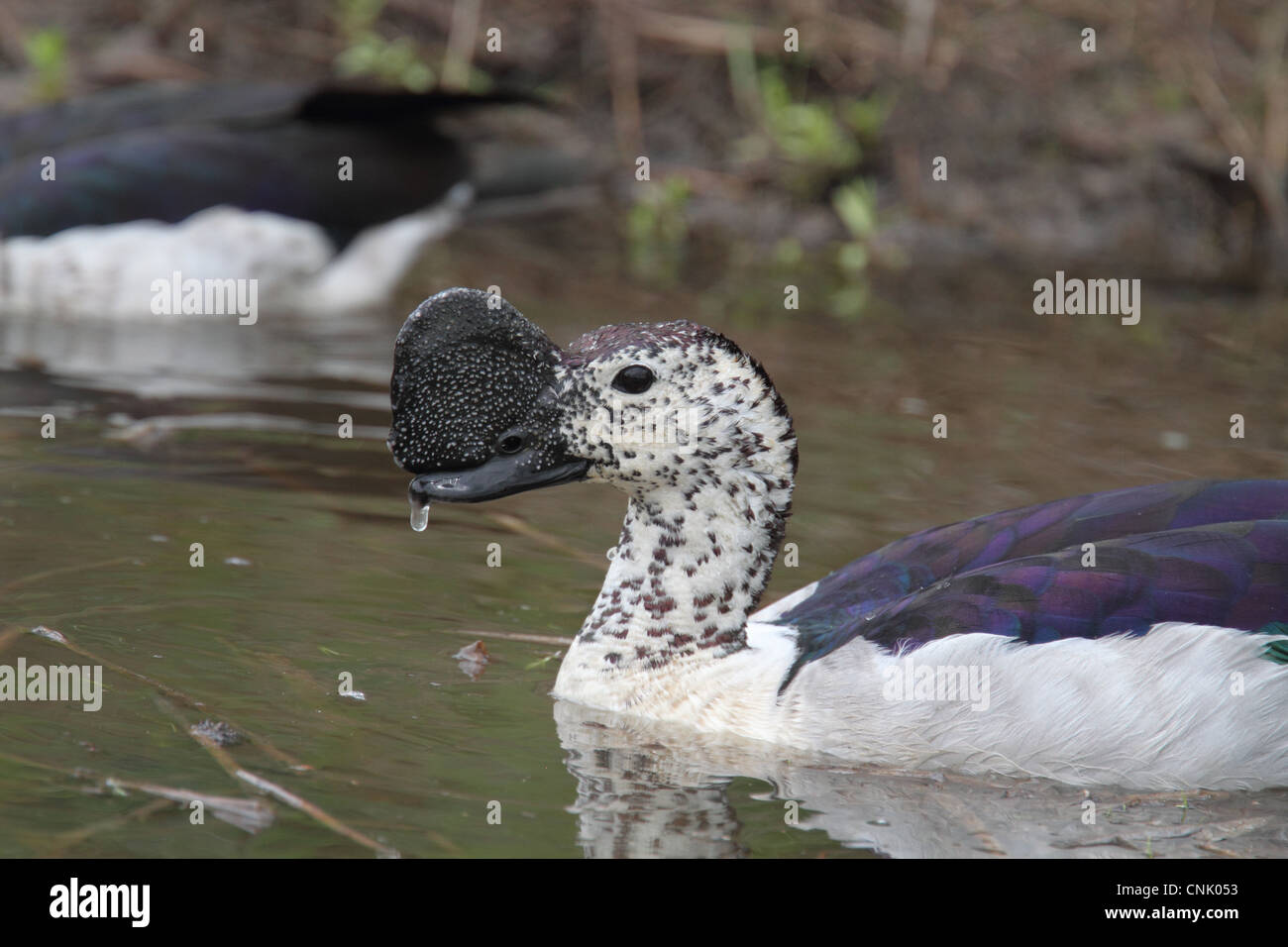 Knob-billed Goose (Sarkidiornis melanotos) adult male, close-up of head ...