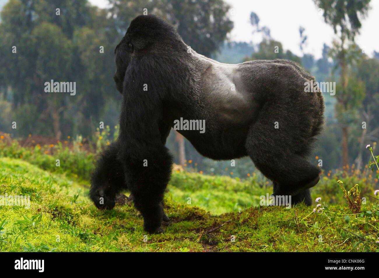 Africa, Rwanda, Kigoma, a Mountain Gorilla and No 3 Silverback of the ...