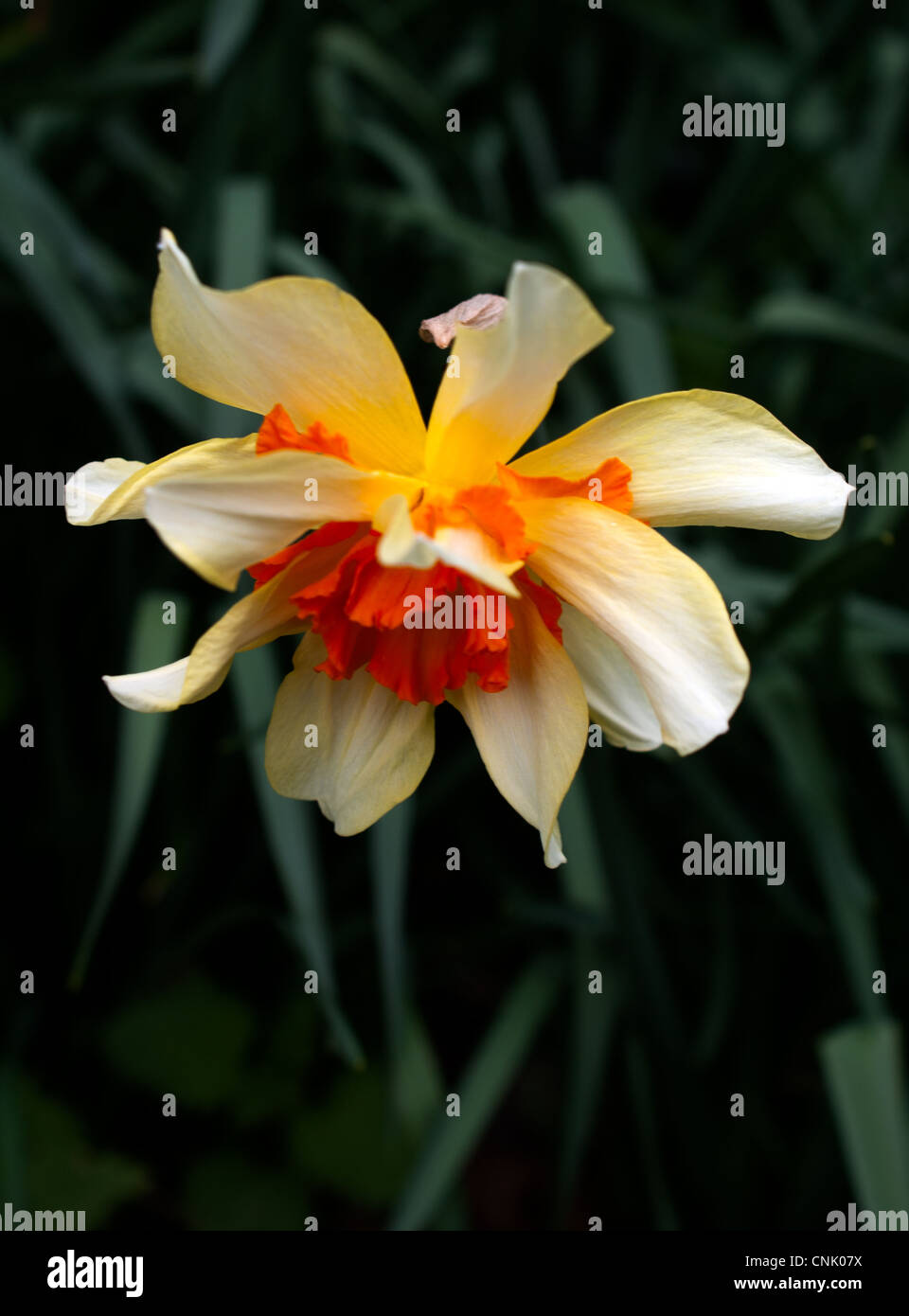 Beautiful double flower daffodil Stock Photo - Alamy