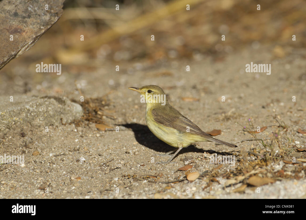 Melodious Warbler (Hippolais polyglotta) adult, standing on ground ...