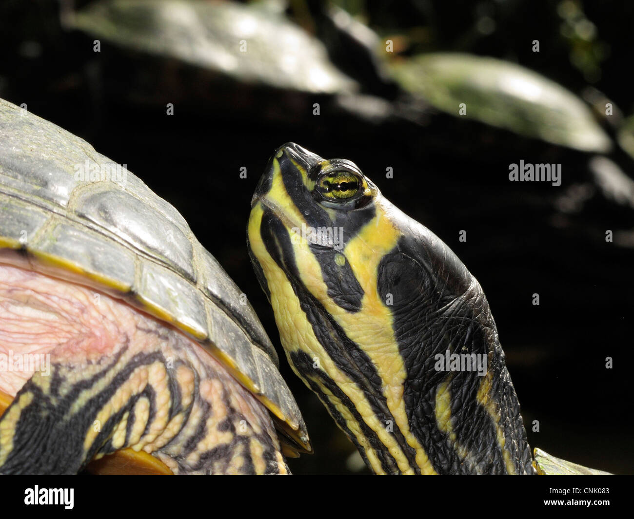 Turtle in tropical greenhouse in Botanic Botanical garden Munich ...