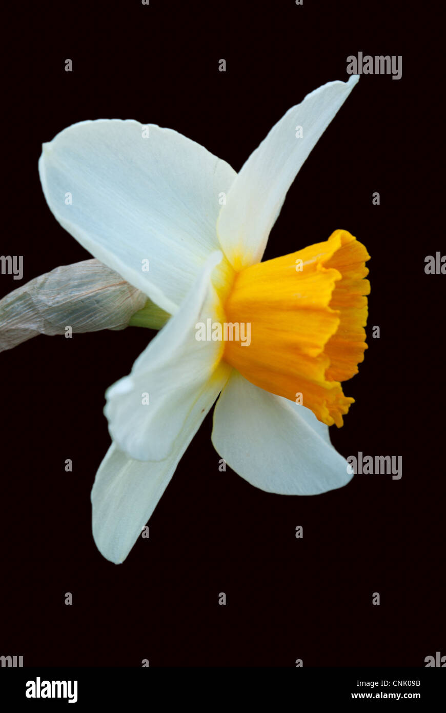 Image of daffodil with black background hi-res stock photography and ...