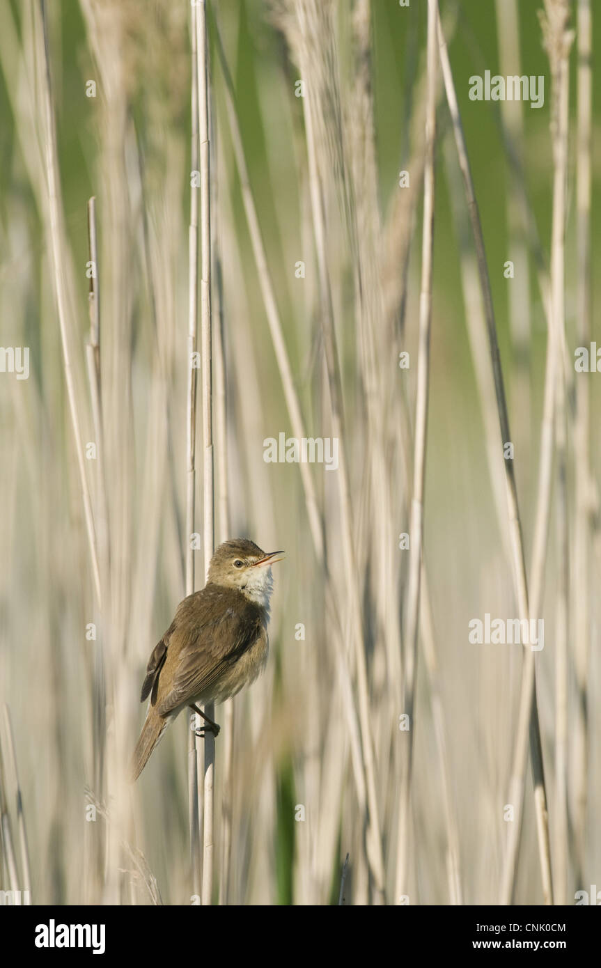 Eurasian Reed-warbler Acrocephalus scirpaceus adult singing perched ...