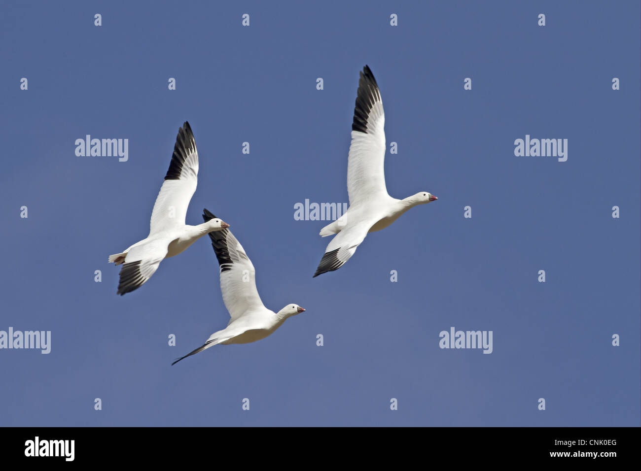 Ross's Goose (Anser rossii) three adults, in flight, Bosque del Apache ...