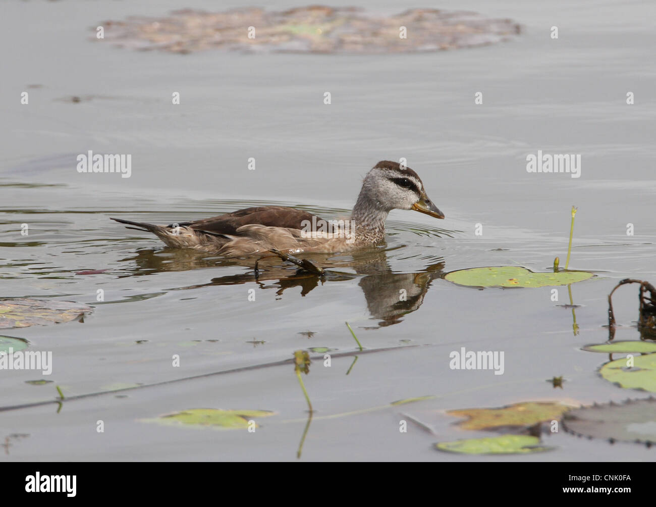 Nettapus coromandelianus hi-res stock photography and images - Alamy