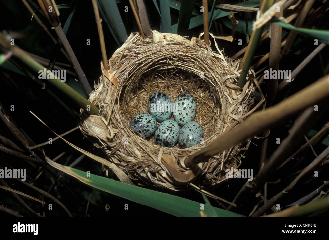 Reed warbler nest eggs hi-res stock photography and images - Alamy