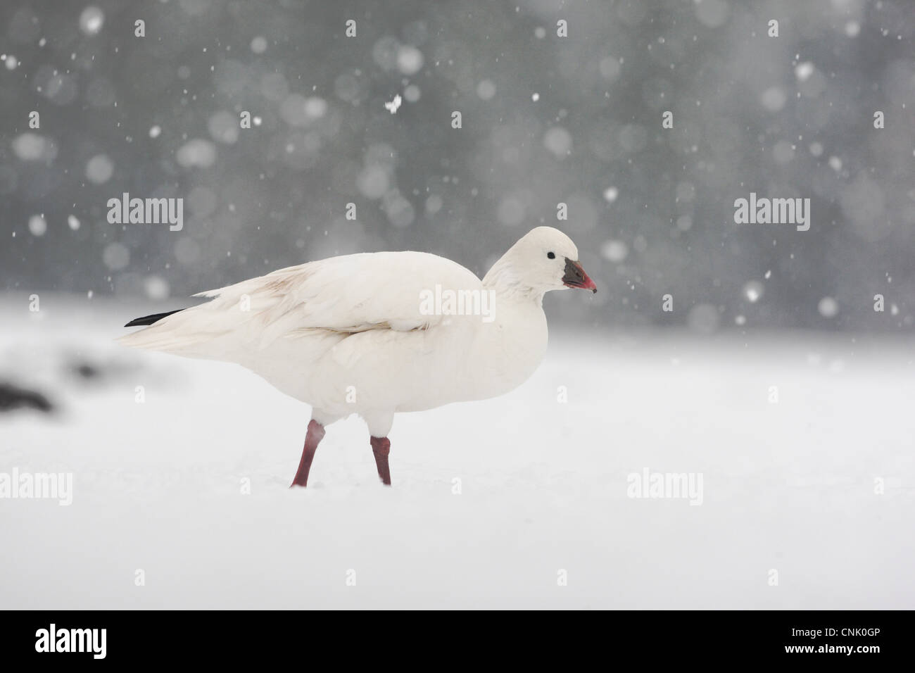 Weather slimbridge hi-res stock photography and images - Alamy