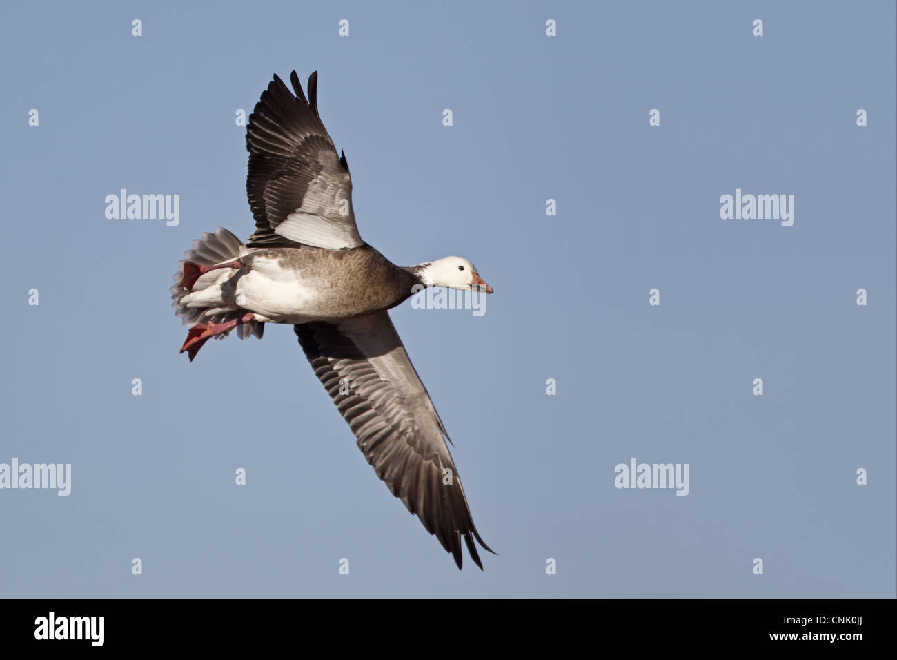 Blue phase snow goose hi-res stock photography and images - Alamy