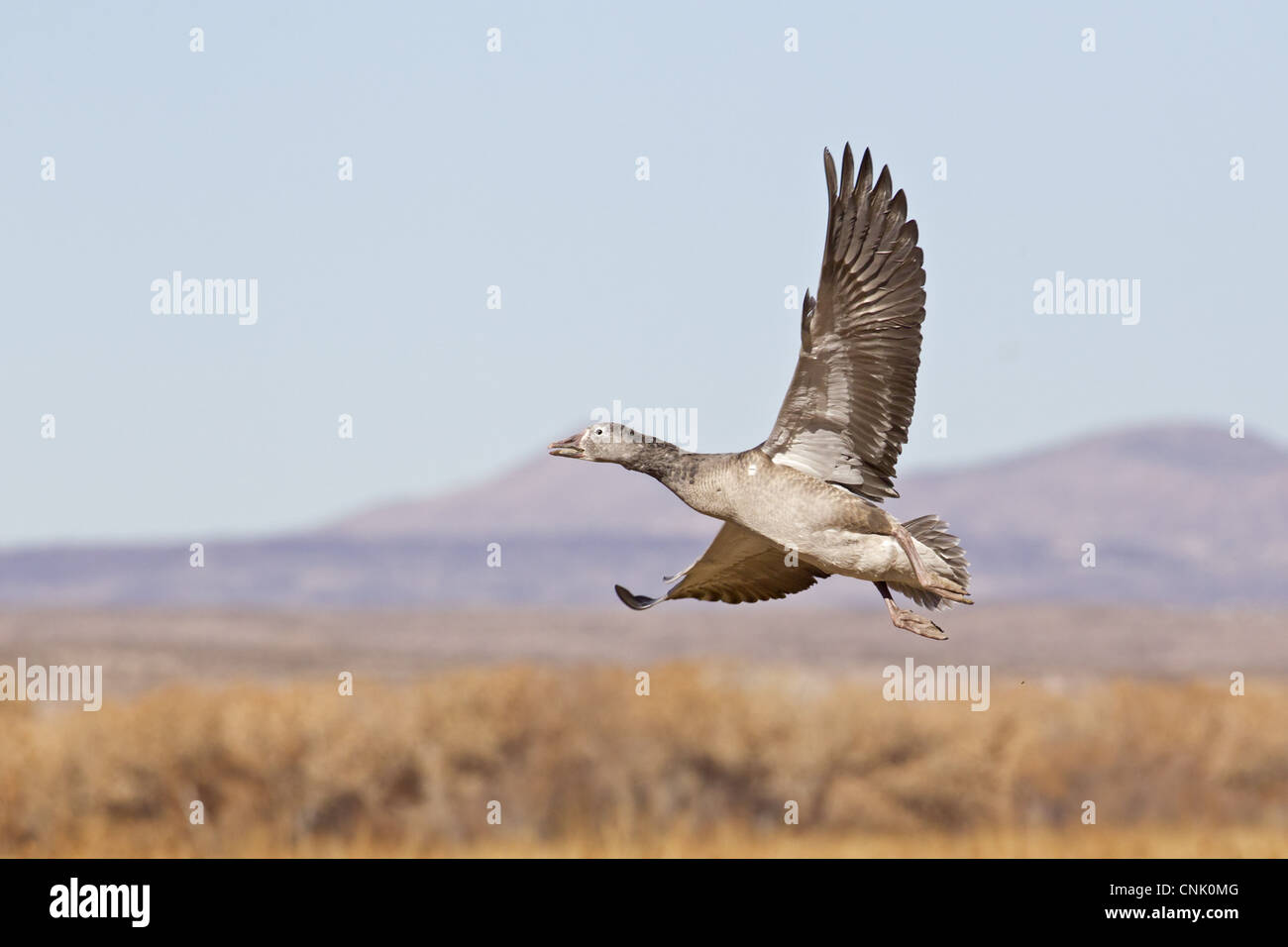 Snow Goose Chen caerulescens blue phase juvenile flight taking off ...