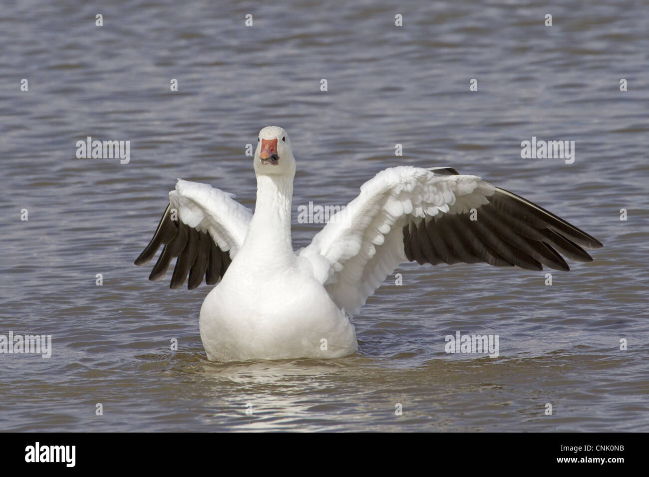 Snow Goose Chen caerulescens adult flapping wings on water Bosque del ...