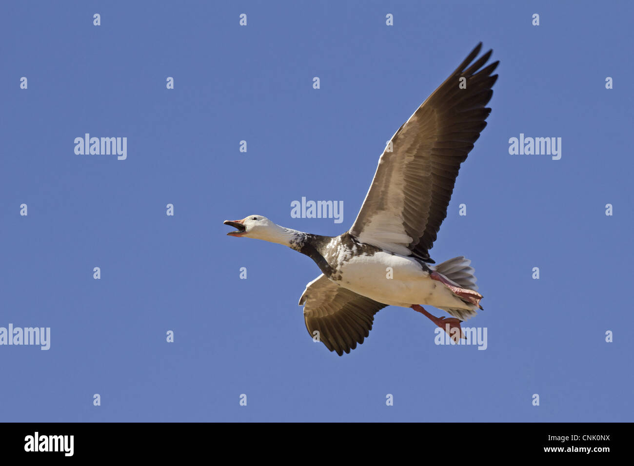 Blue Phase Snow Goose High Resolution Stock Photography and Images - Alamy