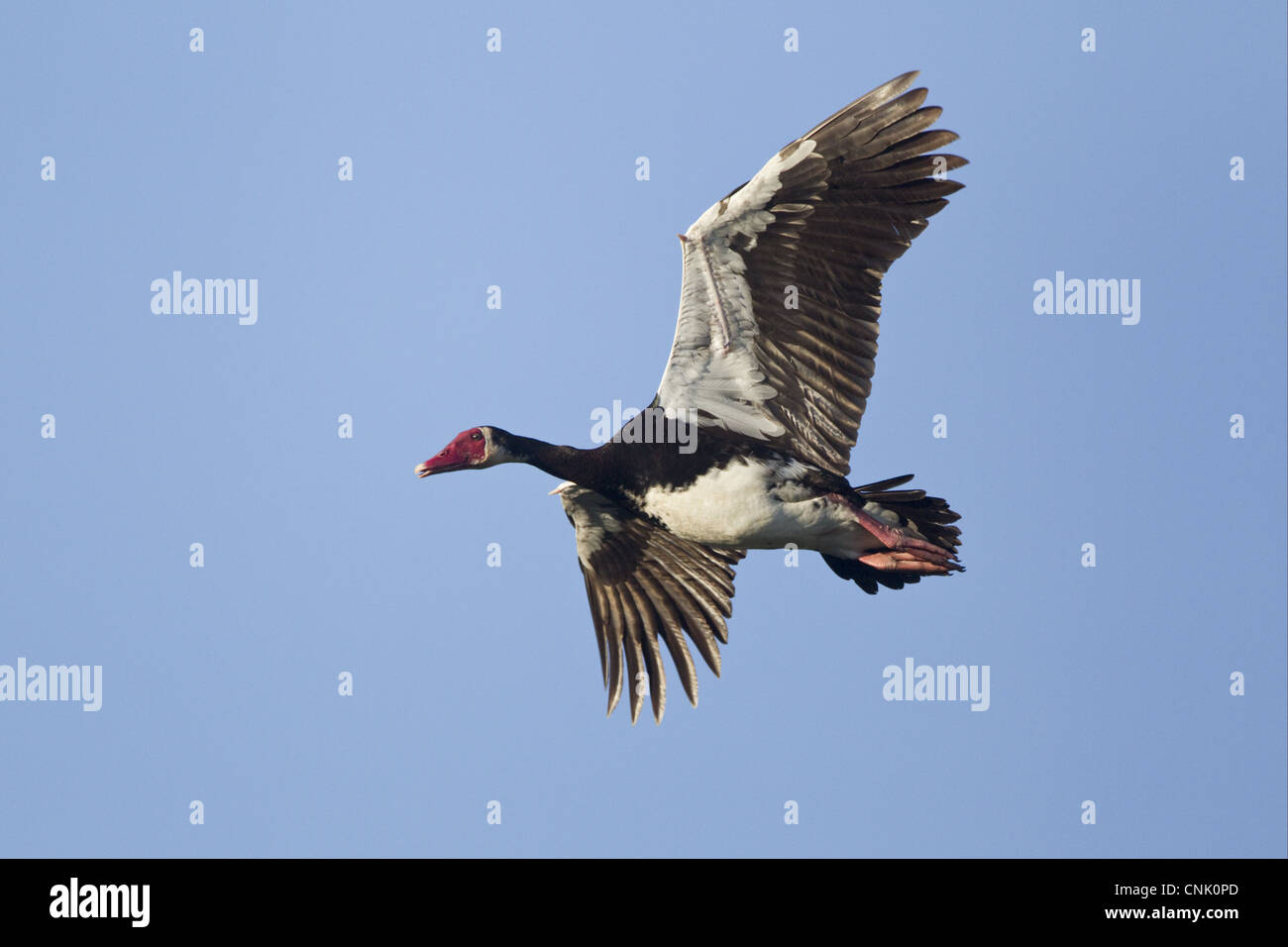 Spur winged geese in flight hi-res stock photography and images - Alamy