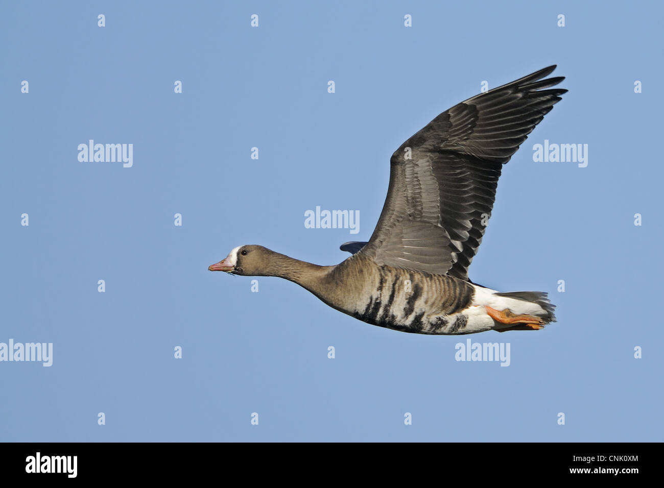 Eurasian White-fronted Goose (Anser albifrons albifrons) adult, in ...