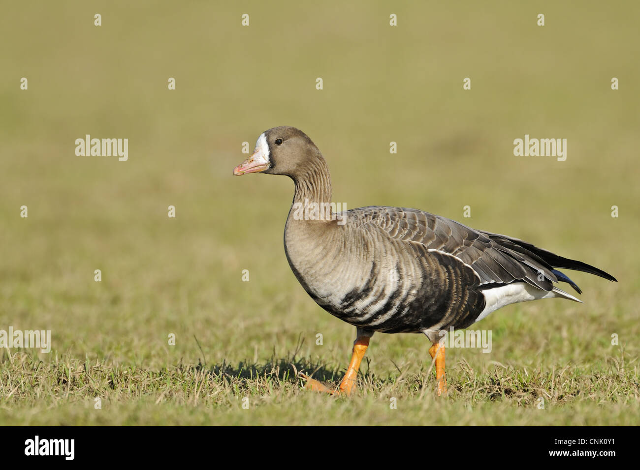 Eurasian White-fronted Goose (Anser albifrons albifrons) adult, walking ...