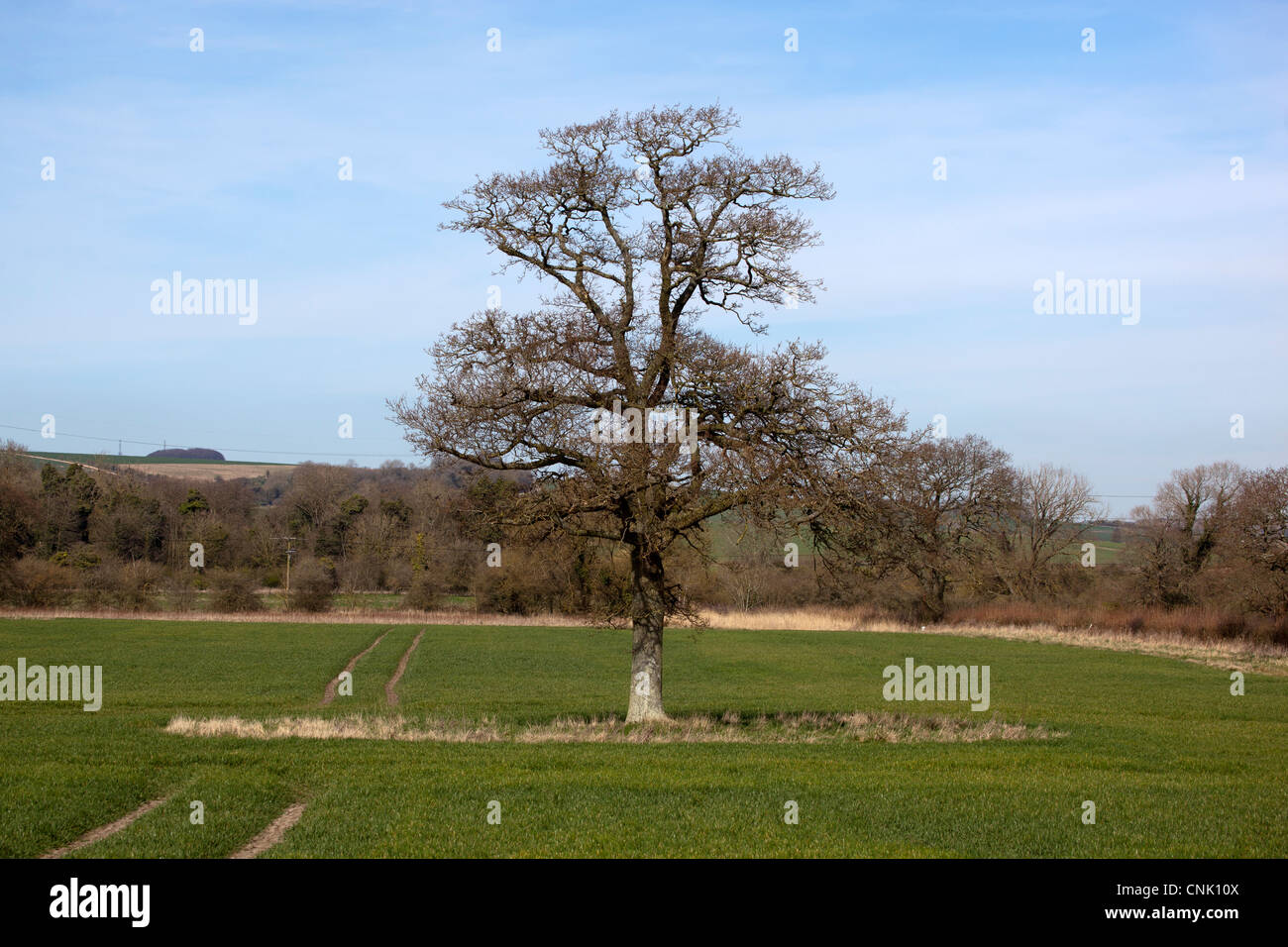Isolated Tree on Farmland Stock Photo - Alamy