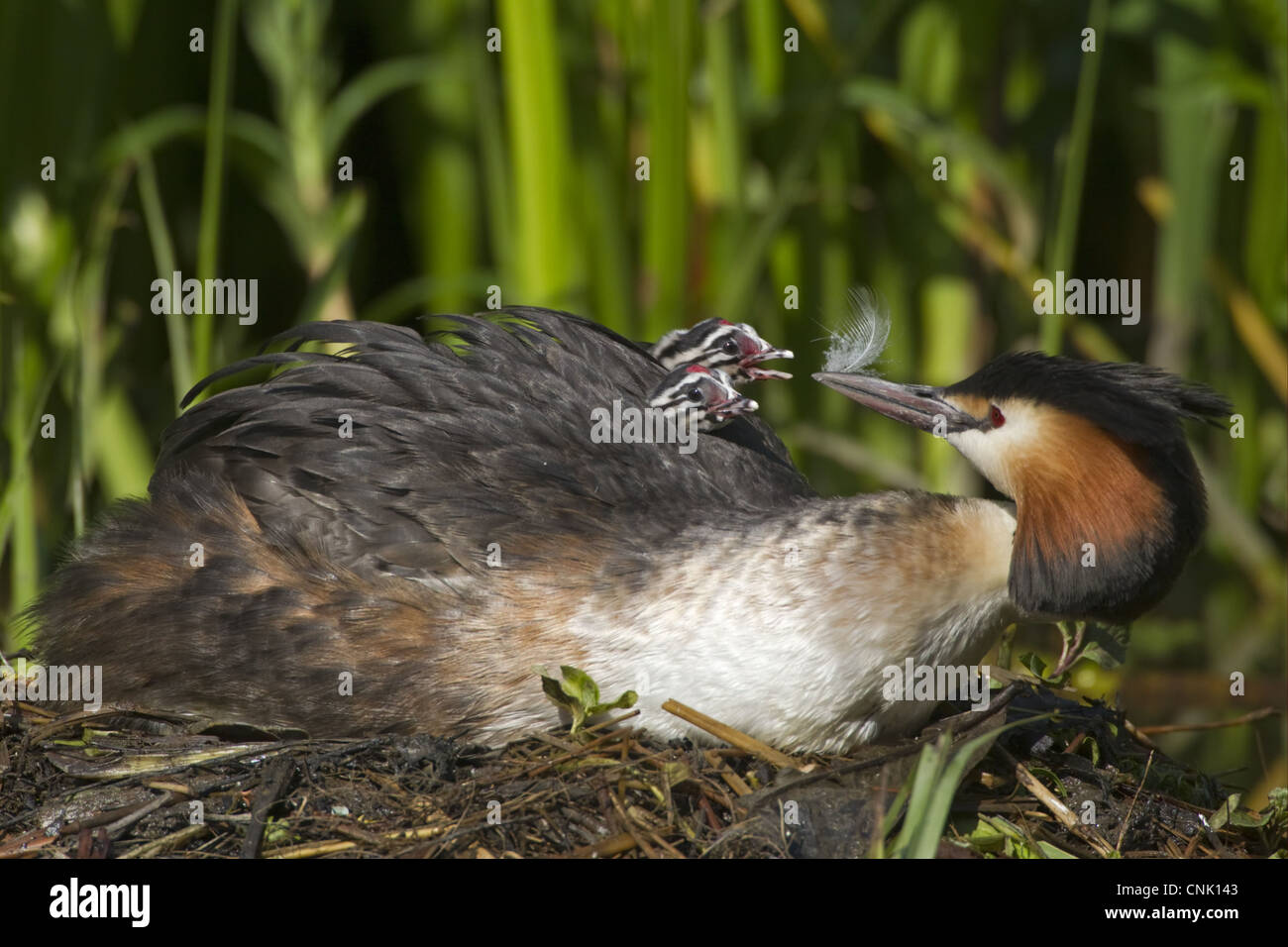 Great crested grebe chick on parent back hi-res stock photography and ...