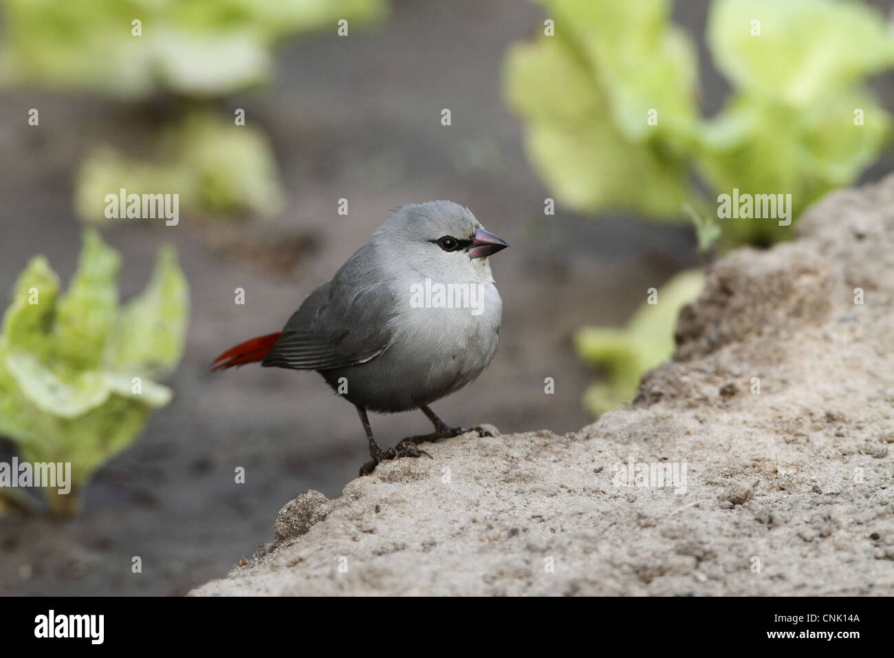 African waxbill hi-res stock photography and images - Alamy