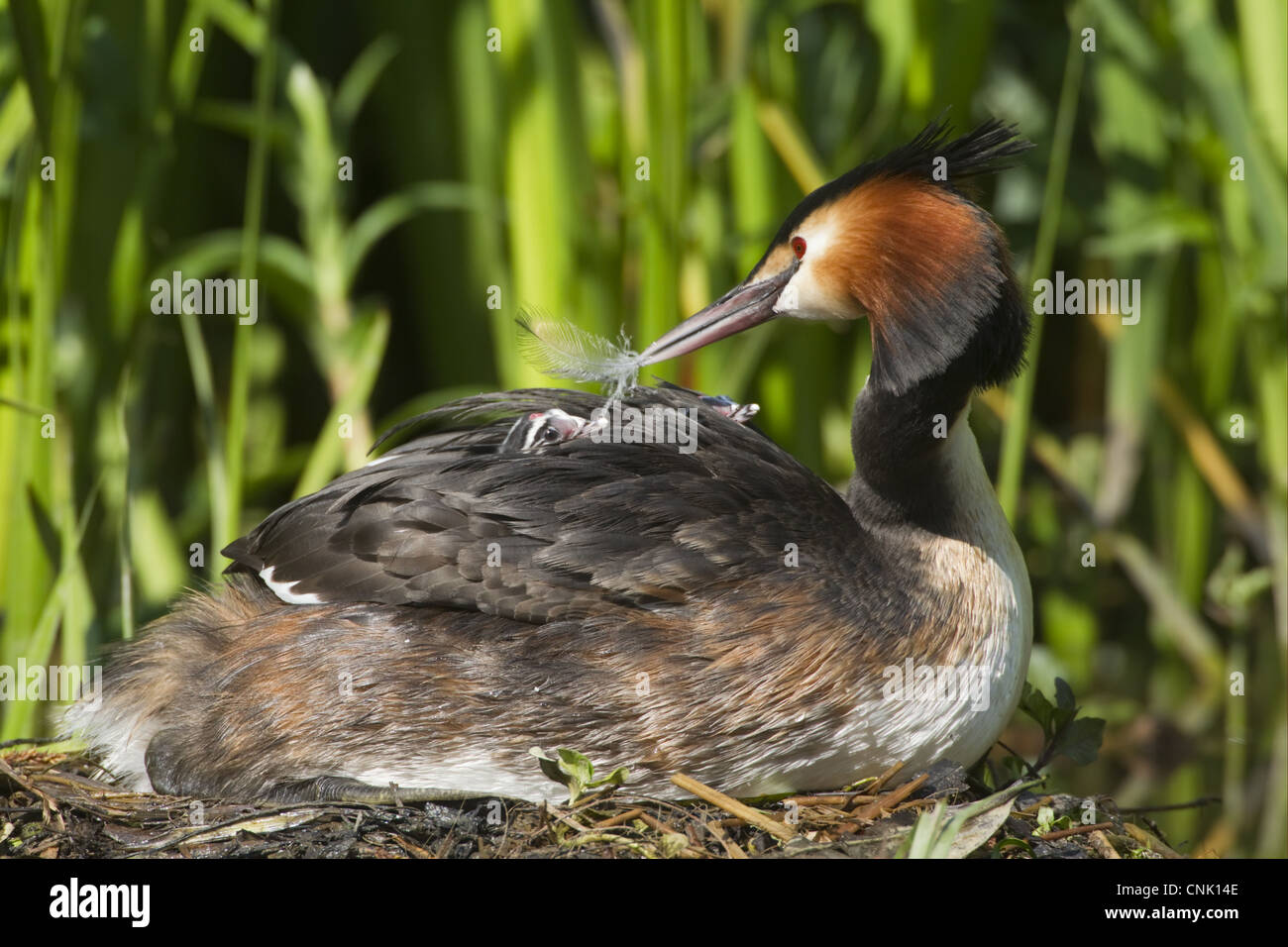 Great crested grebe chick on parent back hi-res stock photography and ...