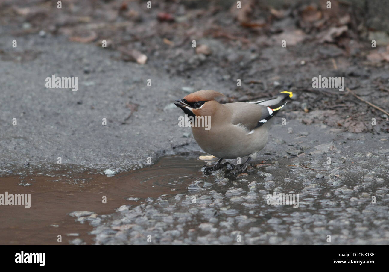 Bohemian Waxwing (Bombycilla garrulus) adult, drinking from roadside ...