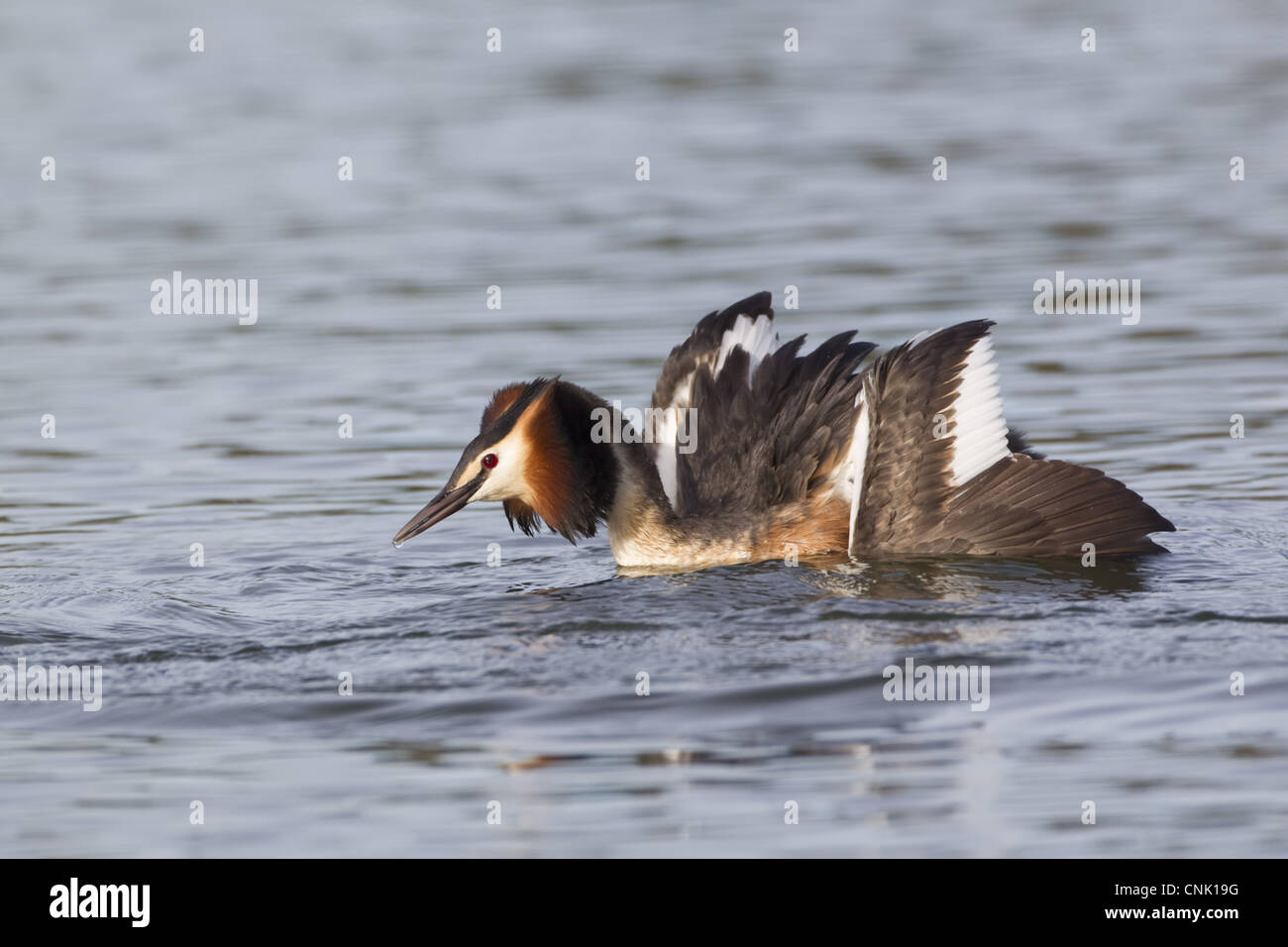 Great Crested Grebe Podiceps cristatus adult 'cat' posture wings spread ...
