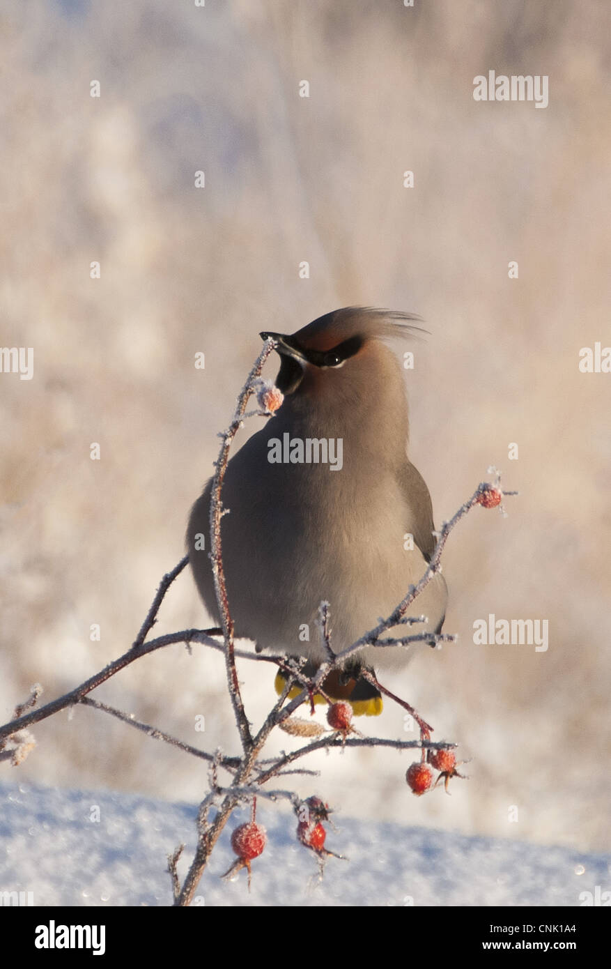Official Bird Of Yukon Canada