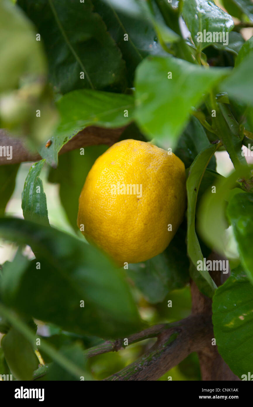 Food Fruits lemons on the tree fresh citrus Israel Middle East crops ...