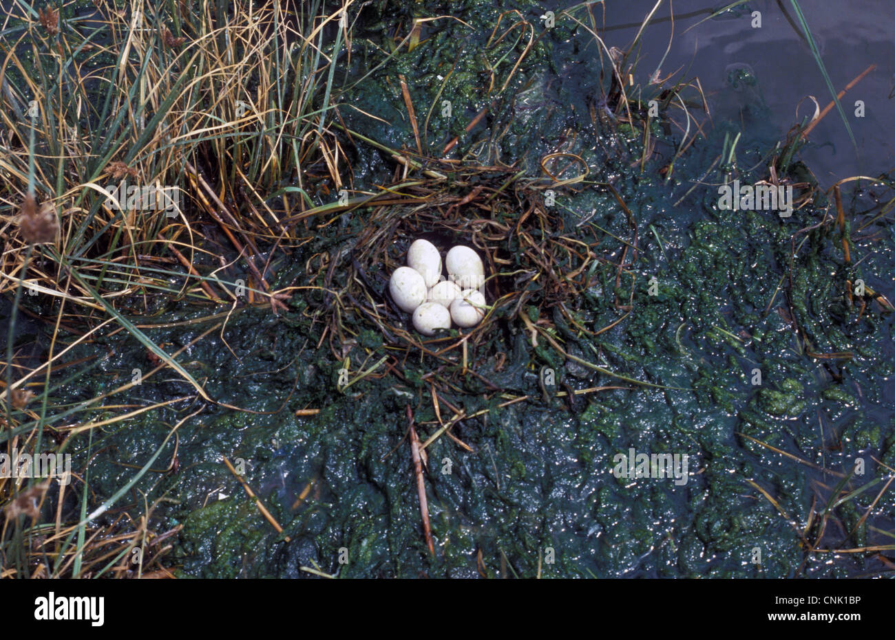 Black-necked Grebe (Podiceps nigricollis) Nest and six eggs Stock Photo ...