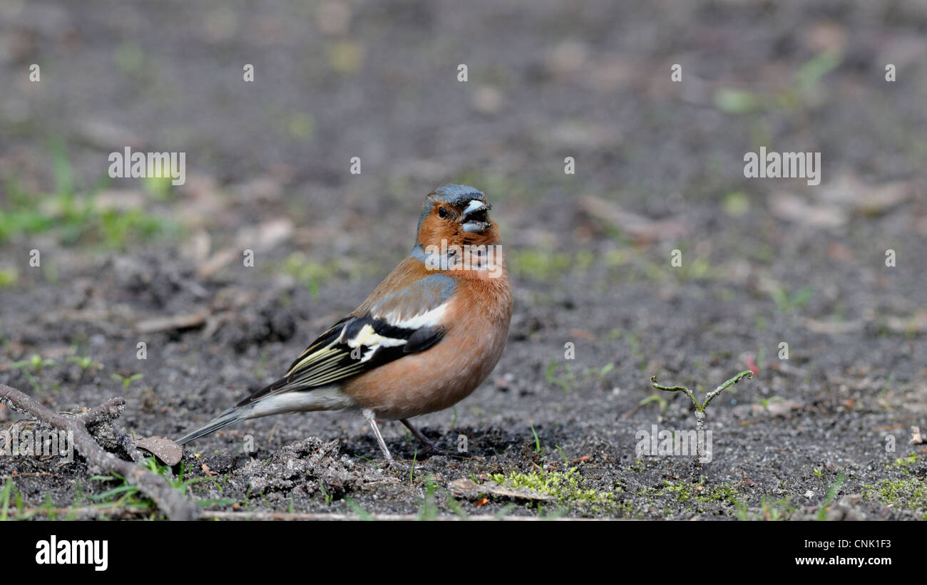 Chaffinch in natural habitat hi-res stock photography and images - Alamy