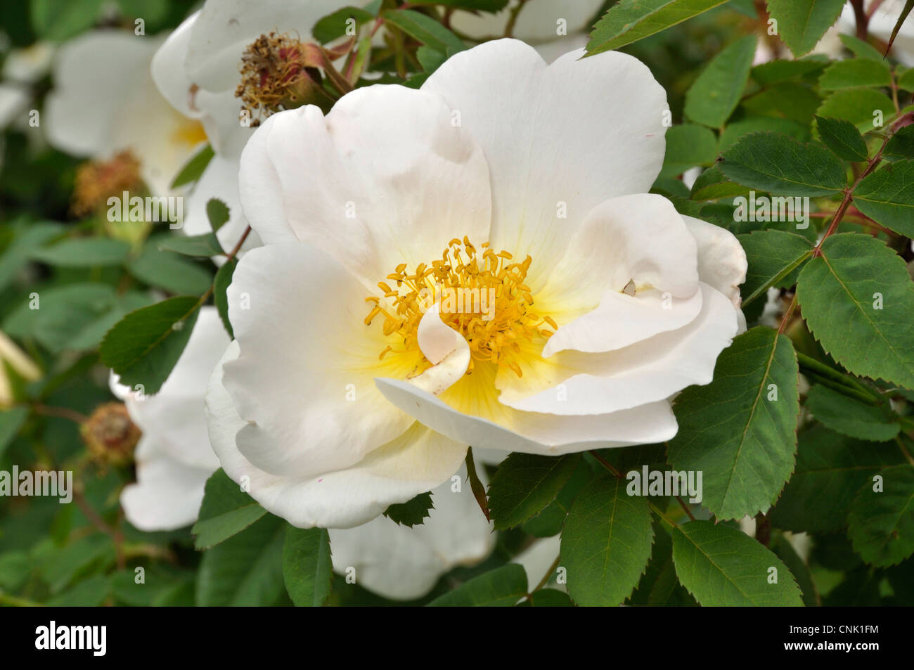 Rosa canina garden hi-res stock photography and images - Alamy