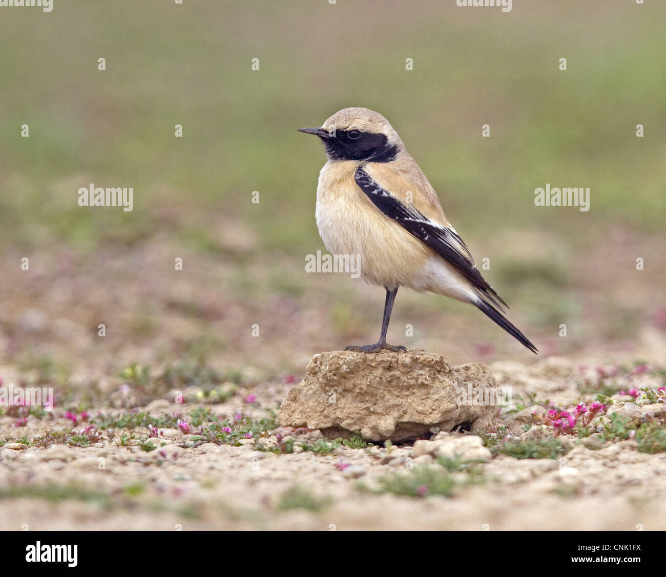 Desert Wheatear (Oenanthe deserti) adult male, standing on stone ...