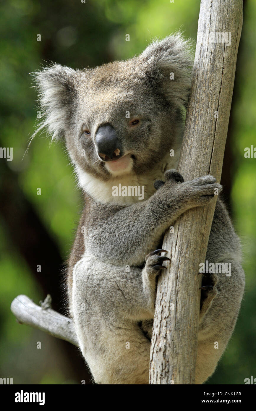 A koala bear sitting comfortable and hanging onto a tree in the state ...