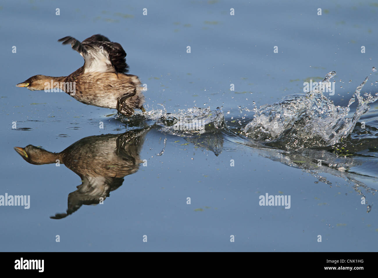 Little Grebe Tachybaptus ruficollis adult winter plumage running across ...