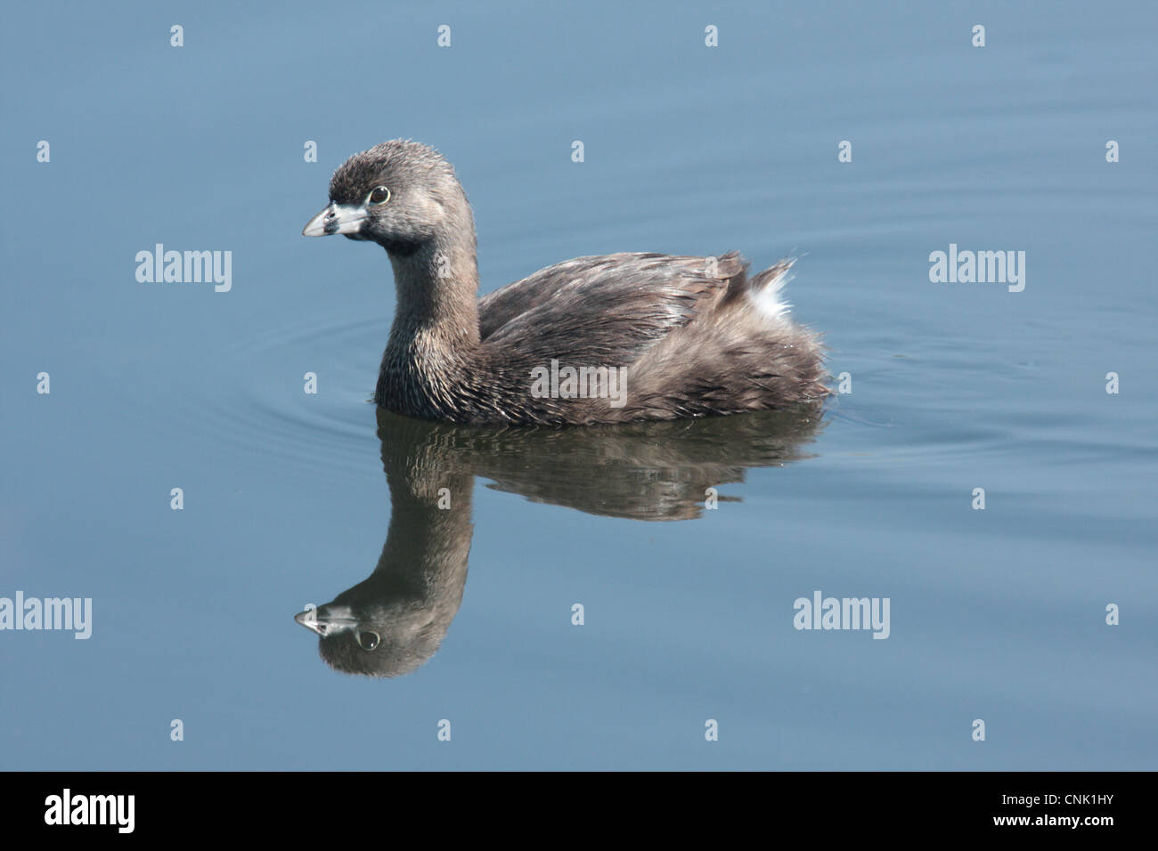 Podilymbus antarcticus hi-res stock photography and images - Alamy