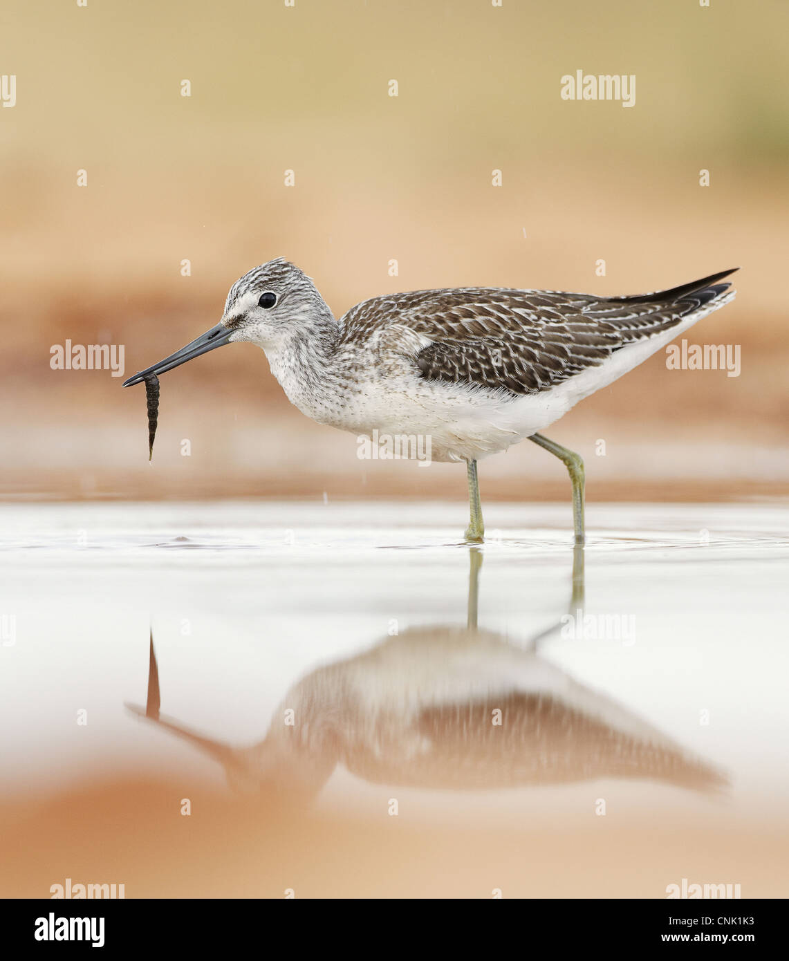 Common Greenshank Tringa nebularia adult feeding Chironomid Midge ...
