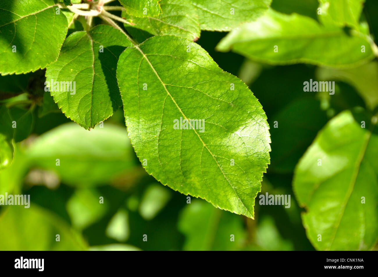 Leaf of apple tree in spring Stock Photo - Alamy