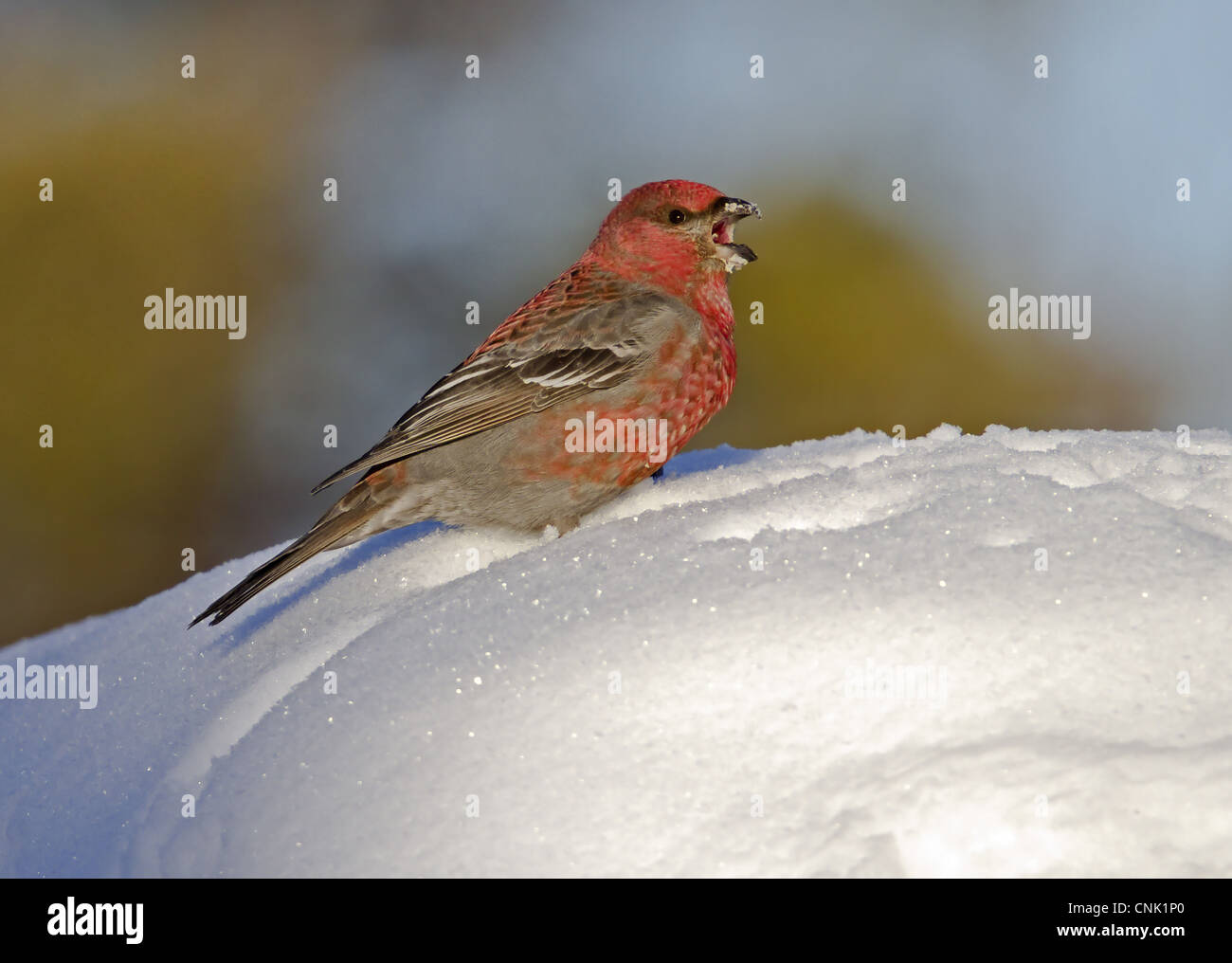 American rosefinches hi-res stock photography and images - Alamy