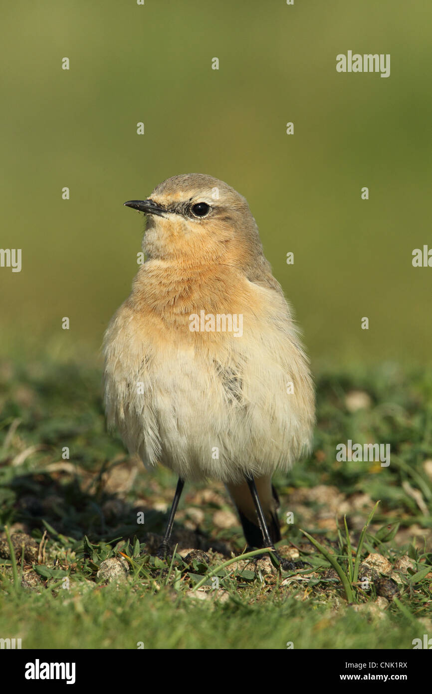Juvenile female northern wheatear hi-res stock photography and images ...